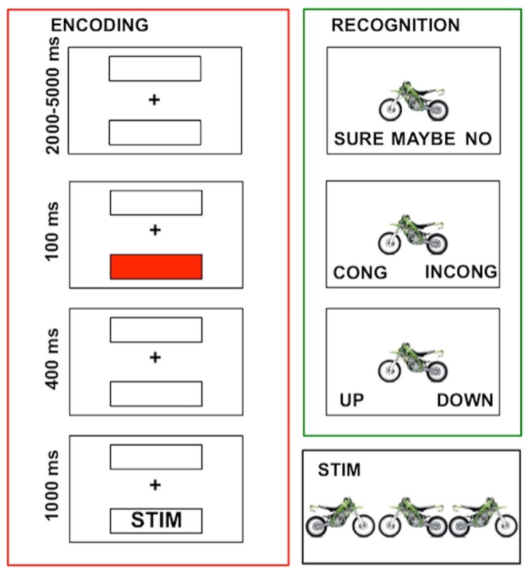 Interaction between attentional systems and episodic memory encoding ...